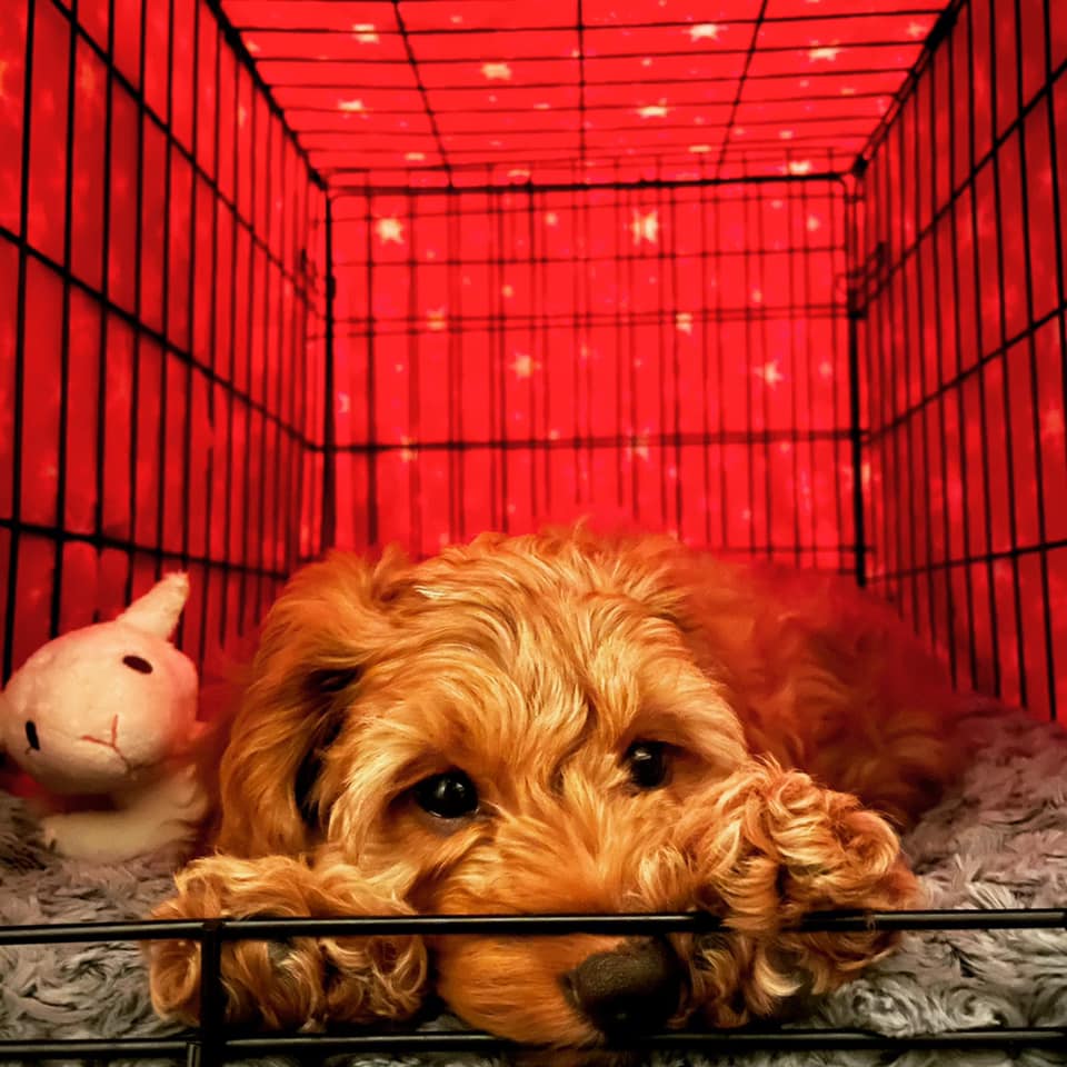 Reserve a Puppy – ApplebyFarm